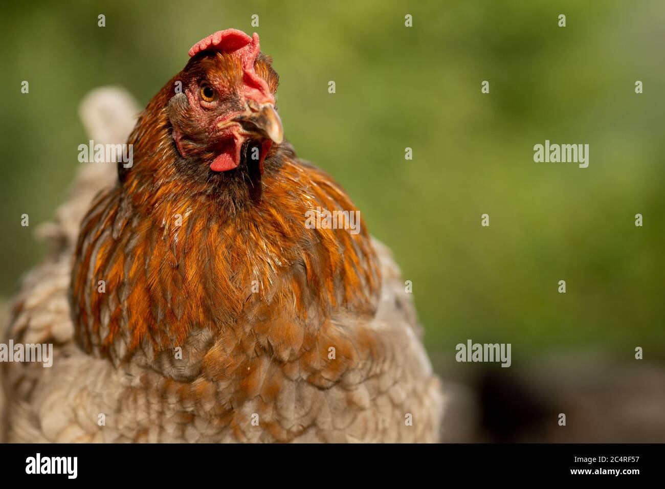 Red Chicken in Profile on Bright Green Background Stock Photo - Alamy