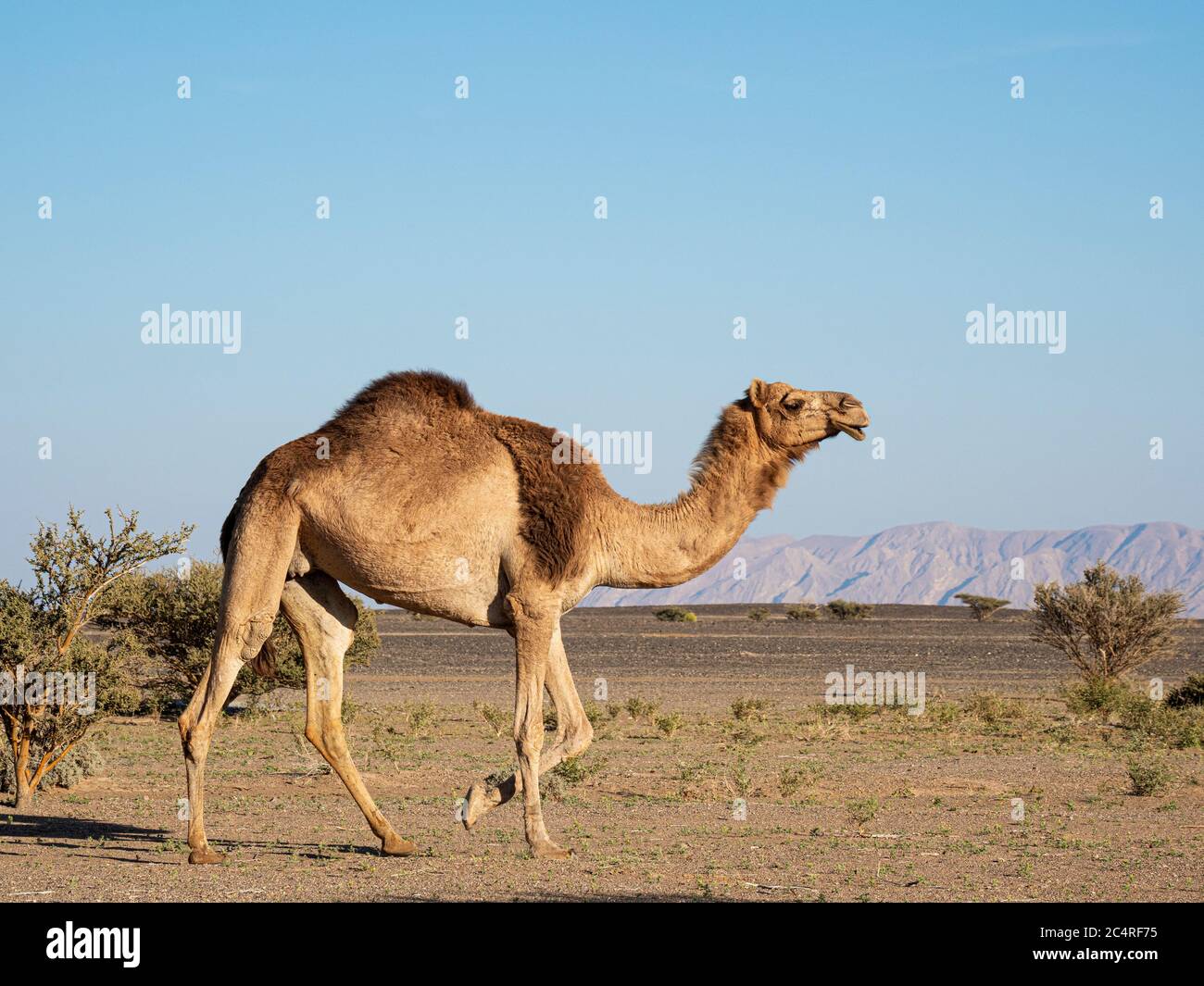 Arabian camel, Camelus dromedarius, foraging in Wadi Ad Dawh, Sultanate ...