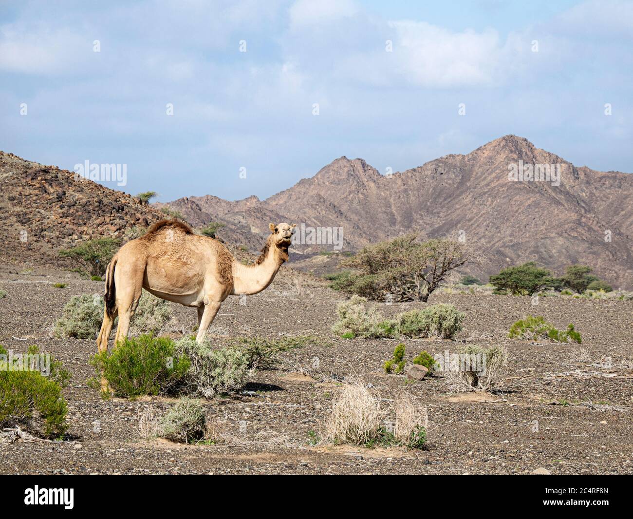 Arabian camel hi-res stock photography and images - Alamy