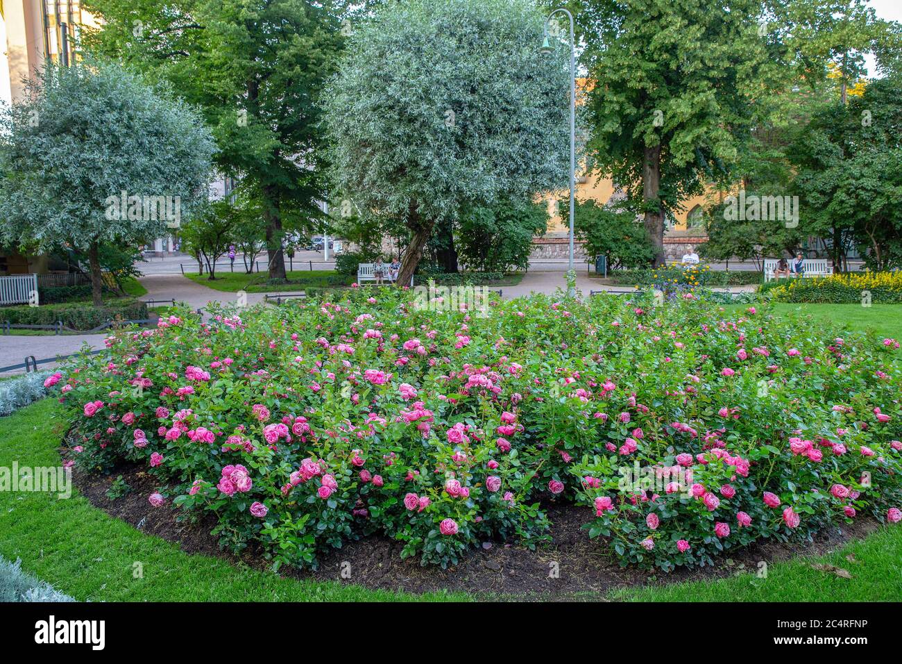 Amazing roses flower bed in Helsinki of traditional color - pink ...