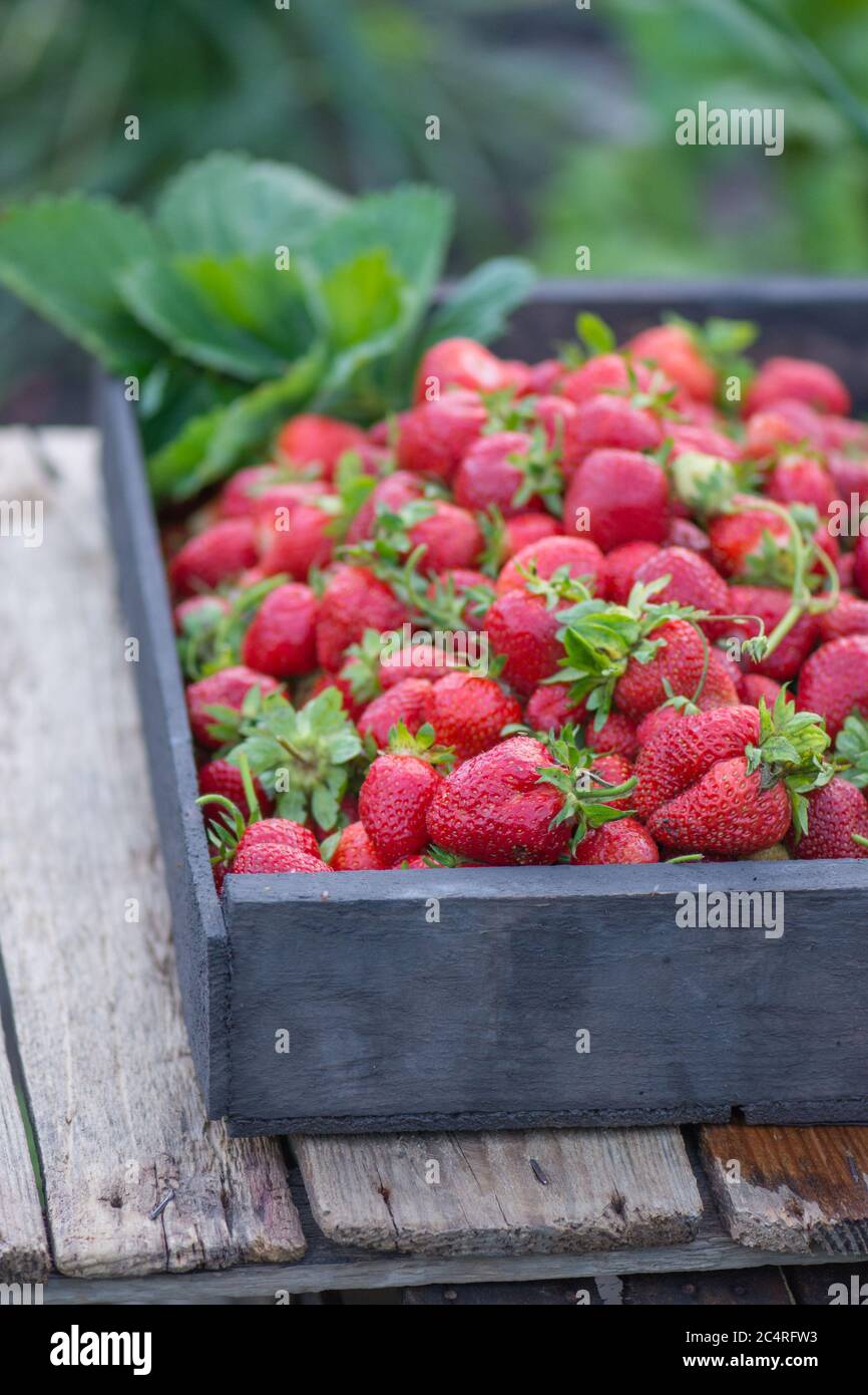 Collection of fresh strawberries in baskets. Crate of red strawberry ...