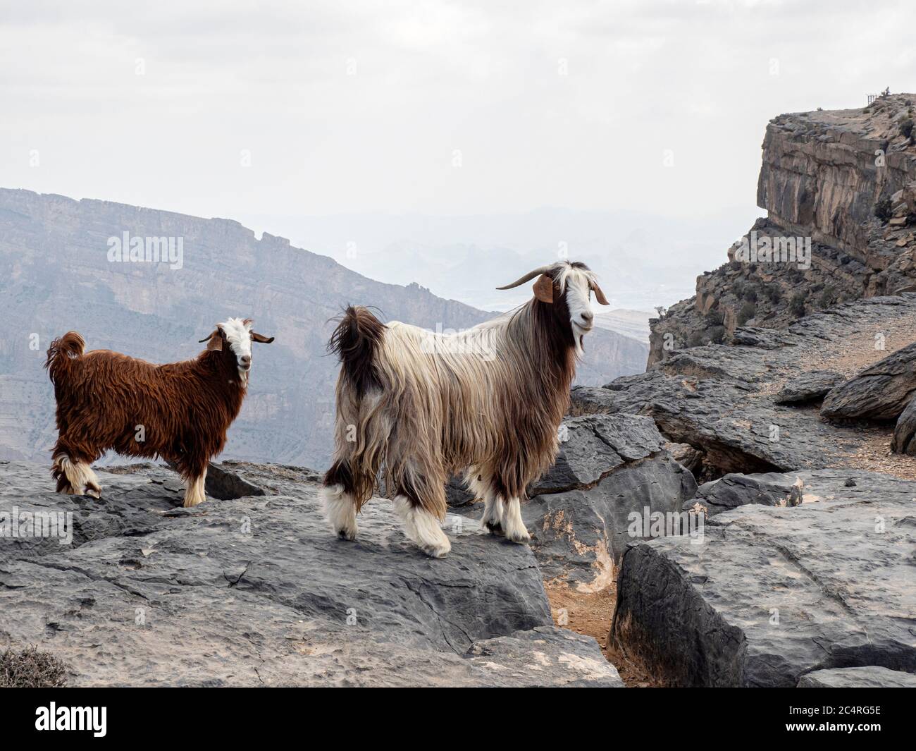 Goats on Jebel Shams, the highest mountain of the Hajar range ...