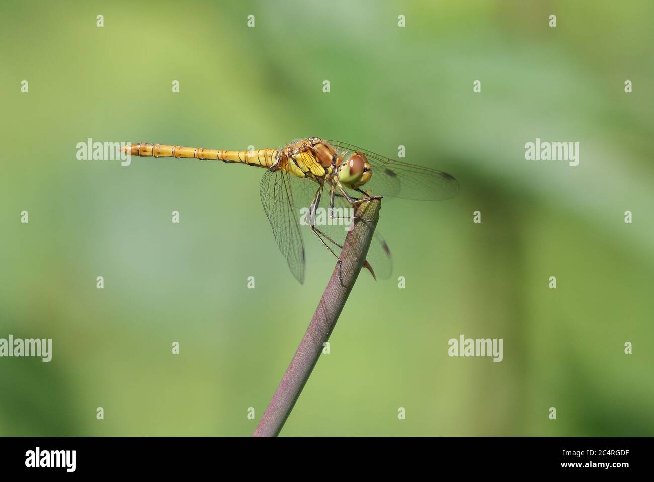 Female Common Darter Stock Photo - Alamy