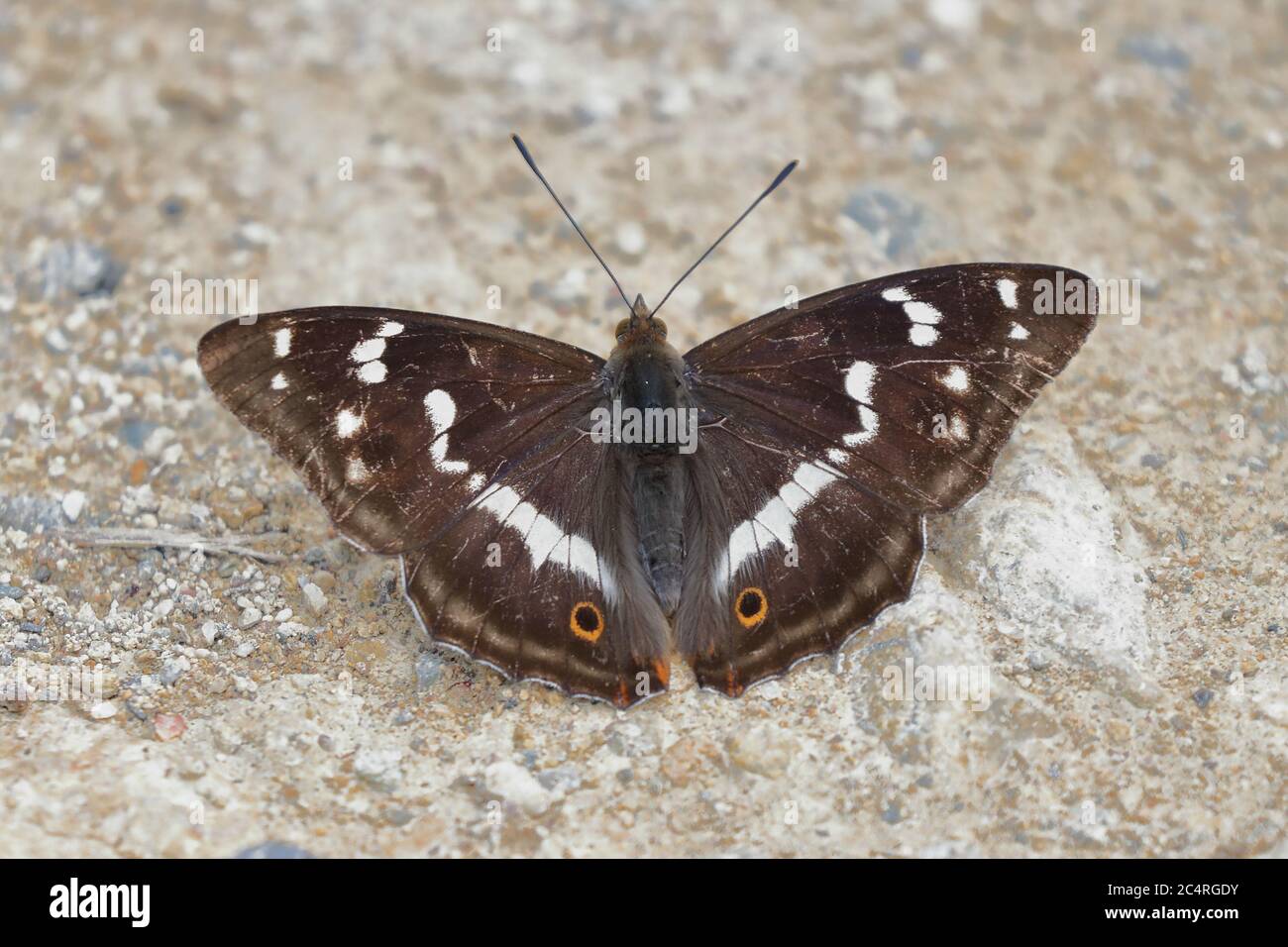 Male purple emperor hi-res stock photography and images - Alamy