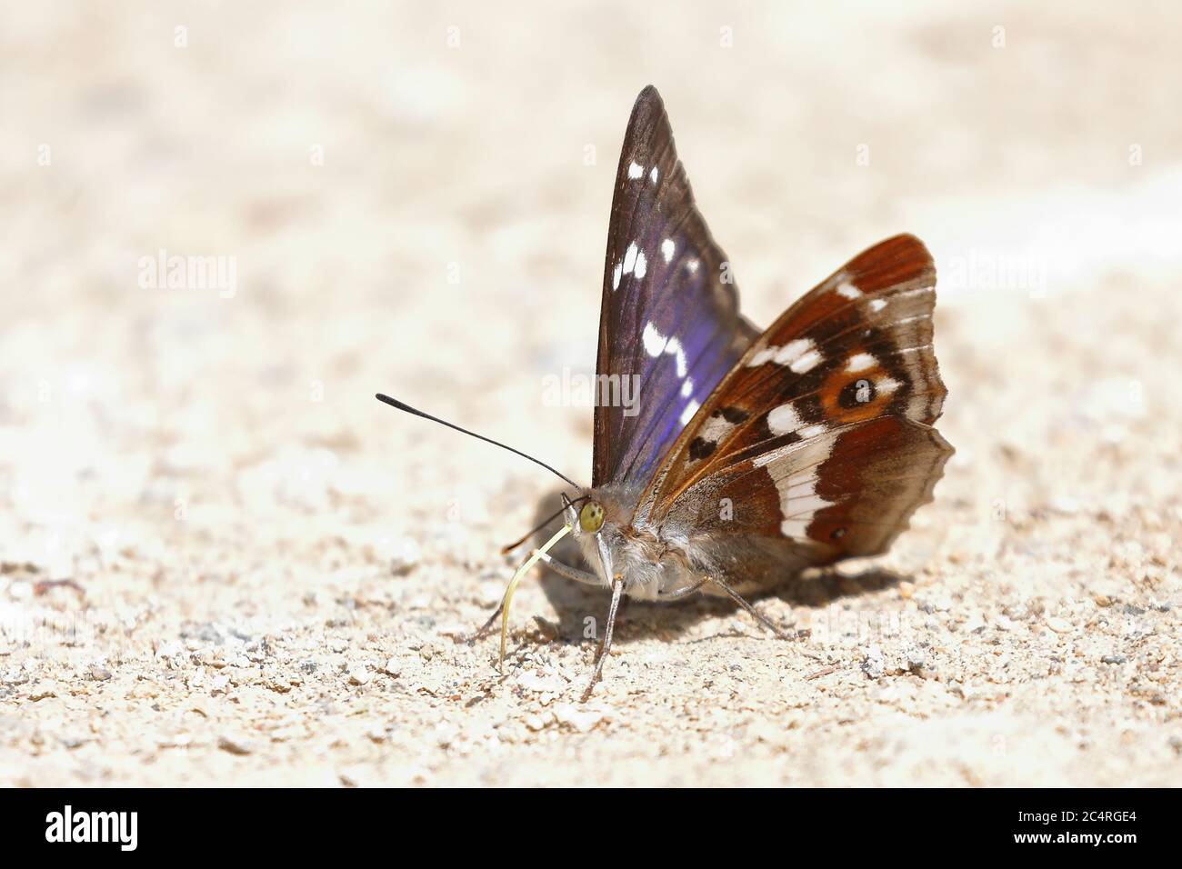 Purple emperor apatura iris male hi-res stock photography and images ...