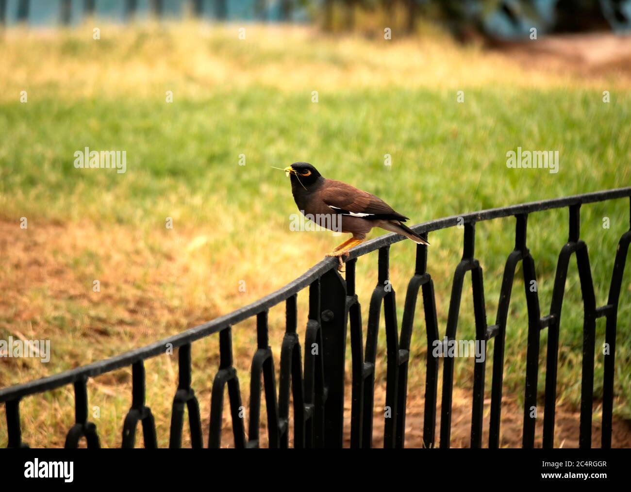 Indian common black mynah bird with grass in beak for nesting Stock ...