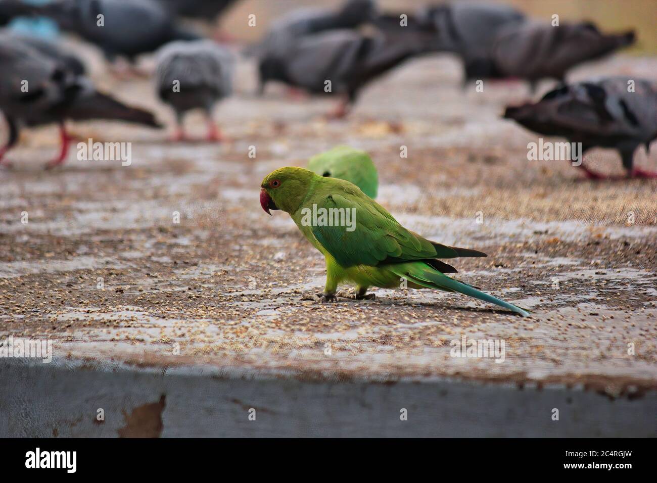 A green parrot in a group of Pigeon - odd one in the crowd Stock Photo ...