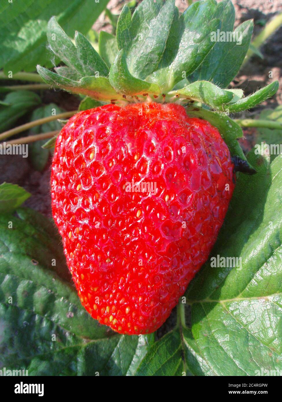 Fresh strawberry from farm. Back to nature farming. Strawberry fruits ...