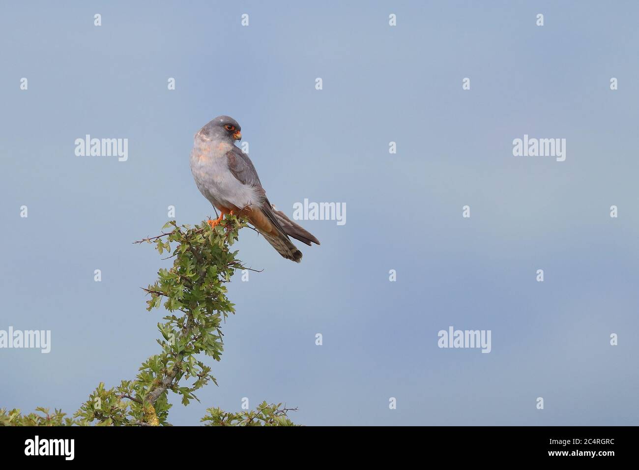 Red Footed Falcon Uk High Resolution Stock Photography and Images - Alamy