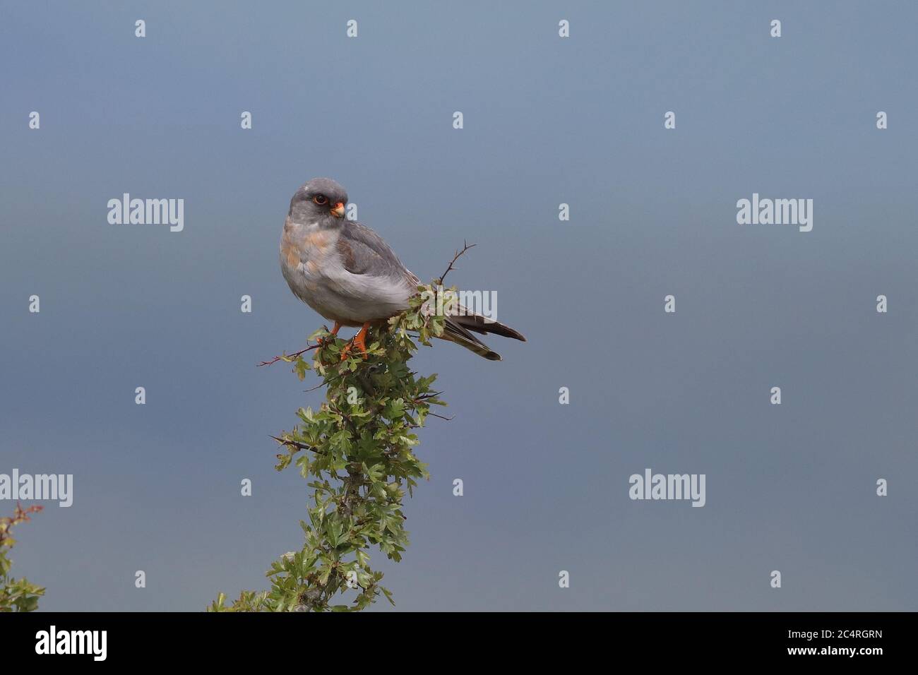 1st Summer male Red-footed Falcon Stock Photo - Alamy