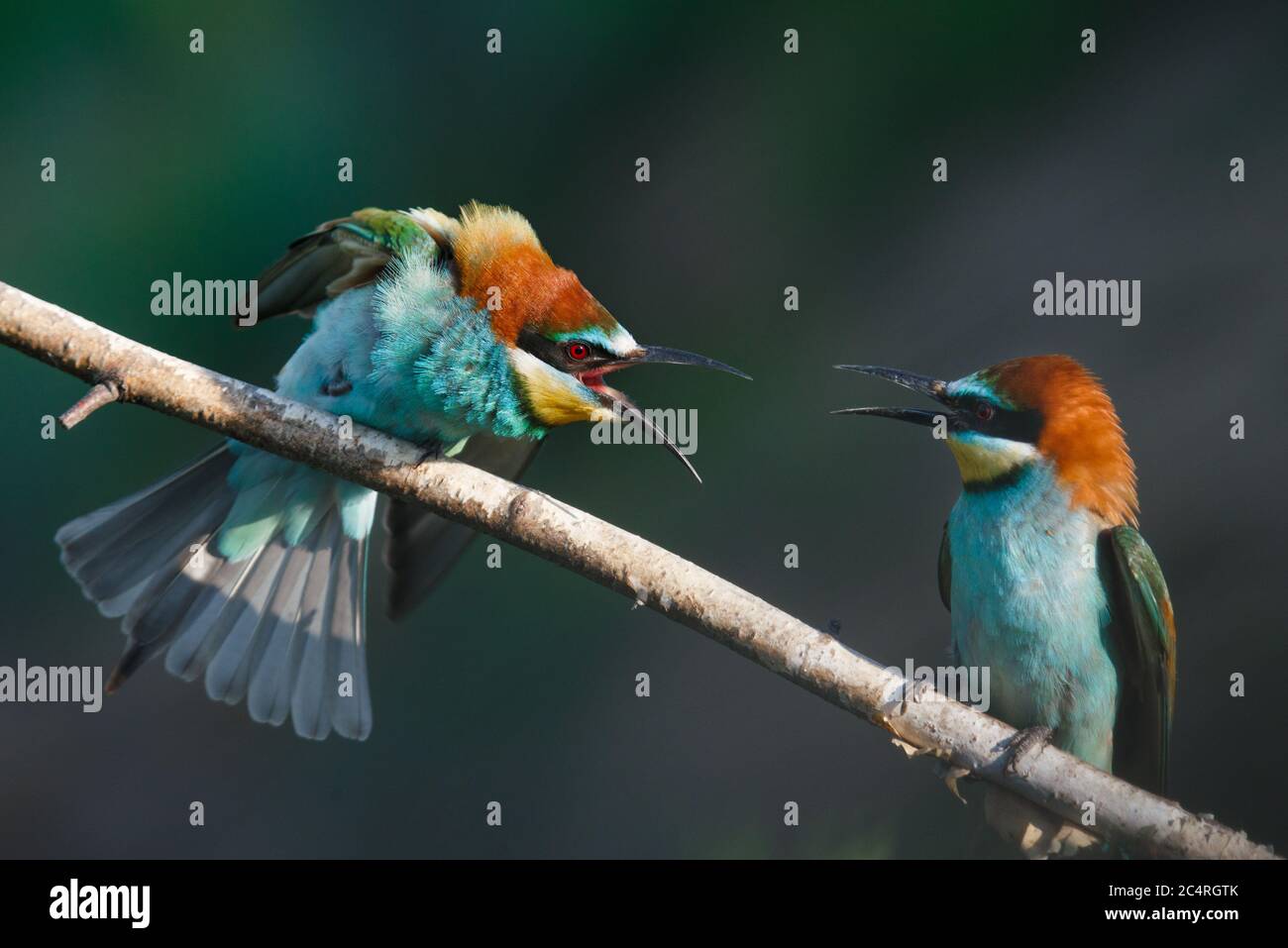 European bee eater Merops apiaster screaming at each other Stock Photo ...