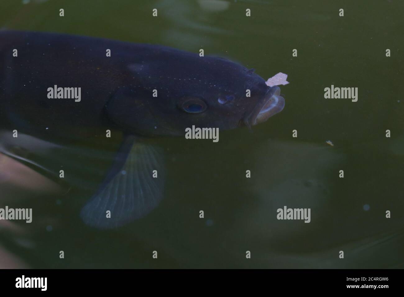 Slime fish hi-res stock photography and images - Alamy