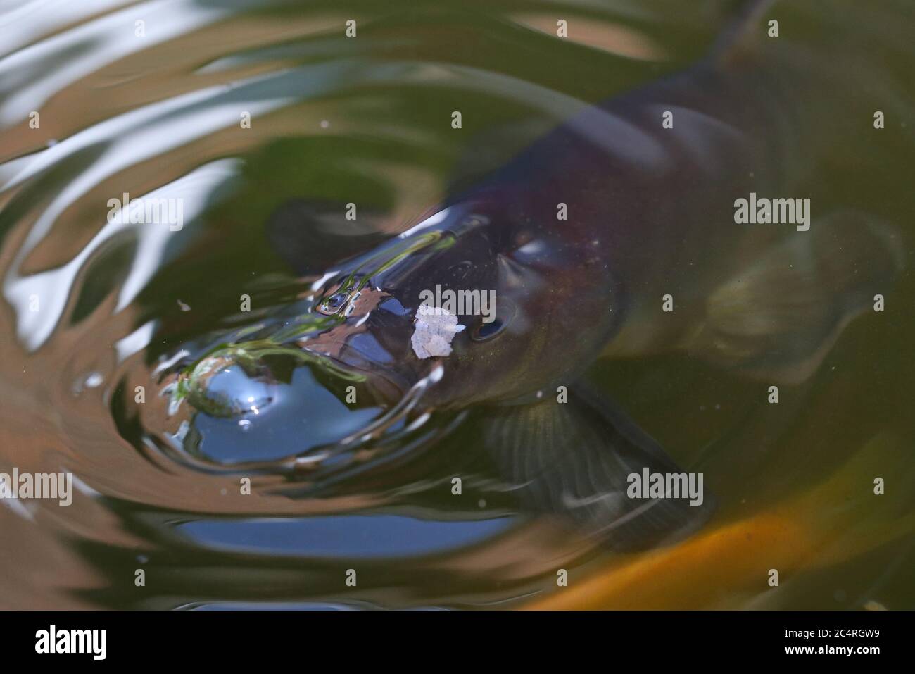 Tench fish hi-res stock photography and images - Alamy