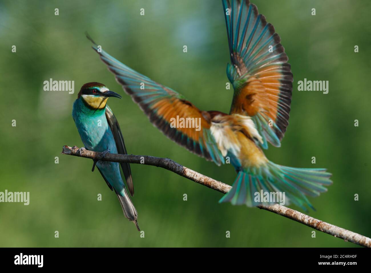 European bee eater Merops apiaster screaming at each other Stock Photo ...
