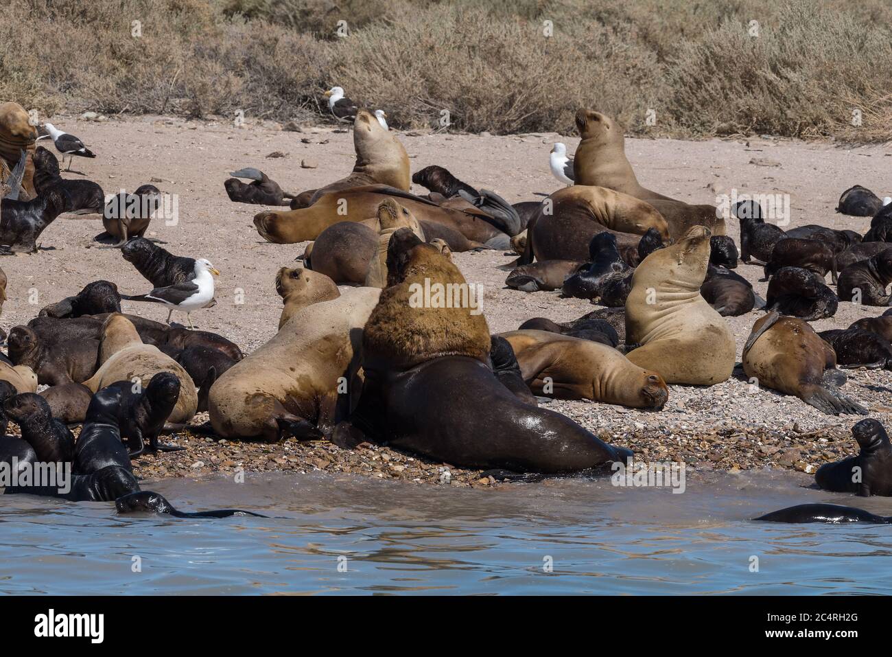 Colony with young animals hi-res stock photography and images - Alamy