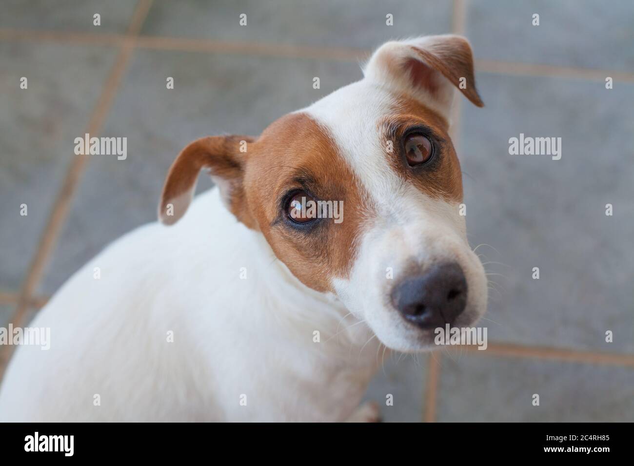 Cute dog jack russell terrier Stock Photo - Alamy