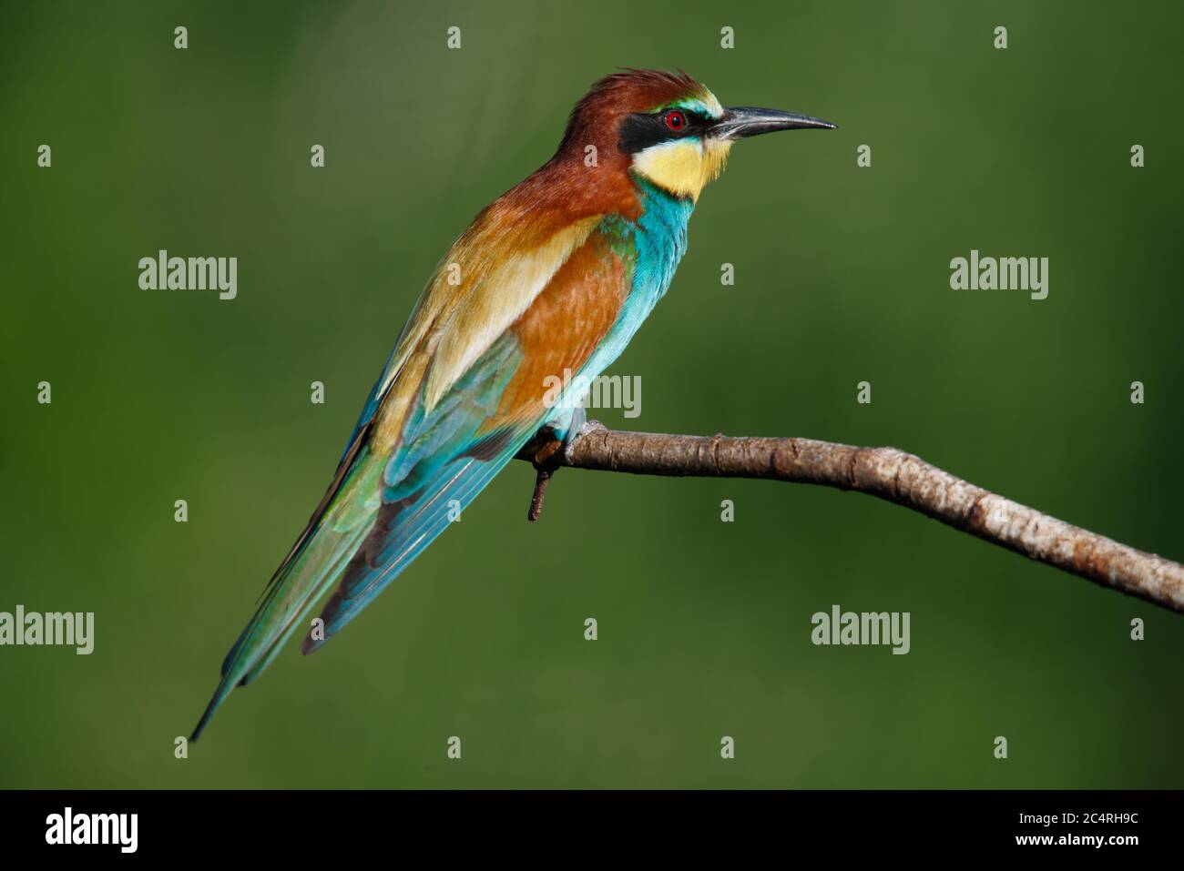 Golden bee eater hi-res stock photography and images - Alamy