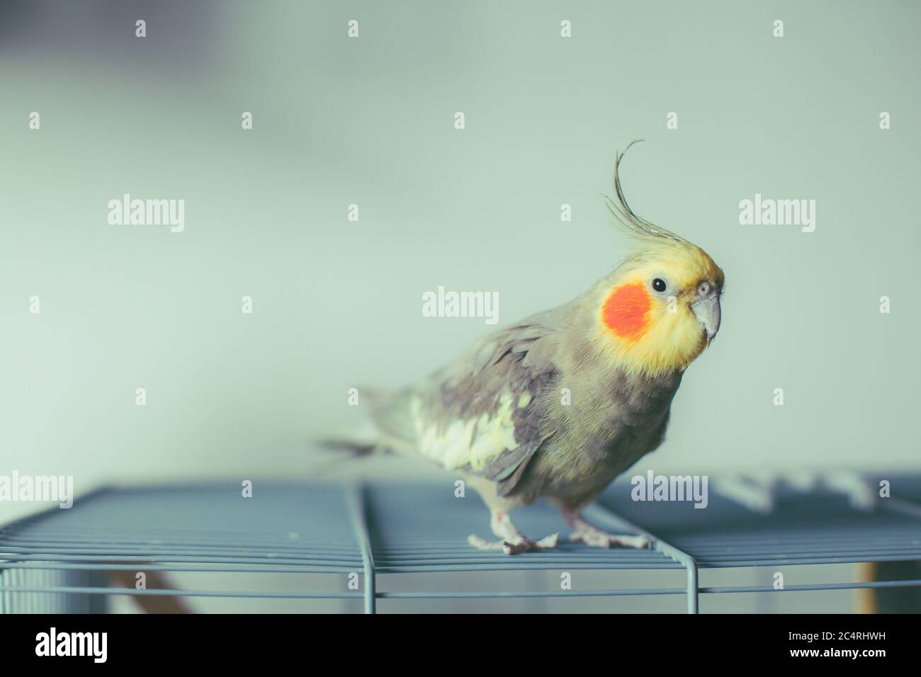 Cockatiel. Portrait, cute and curious young cockatiel, close up Stock ...