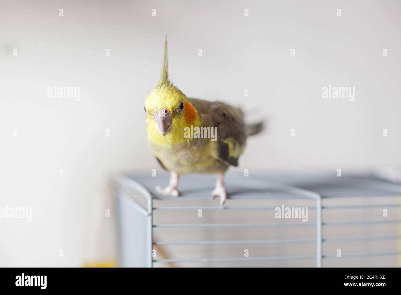 Cockatiel. Portrait, cute and curious young cockatiel, close up Stock ...
