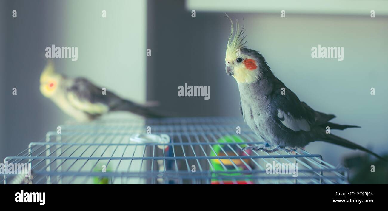 Cockatiel. Portrait, cute and curious young cockatiel, close up Stock ...