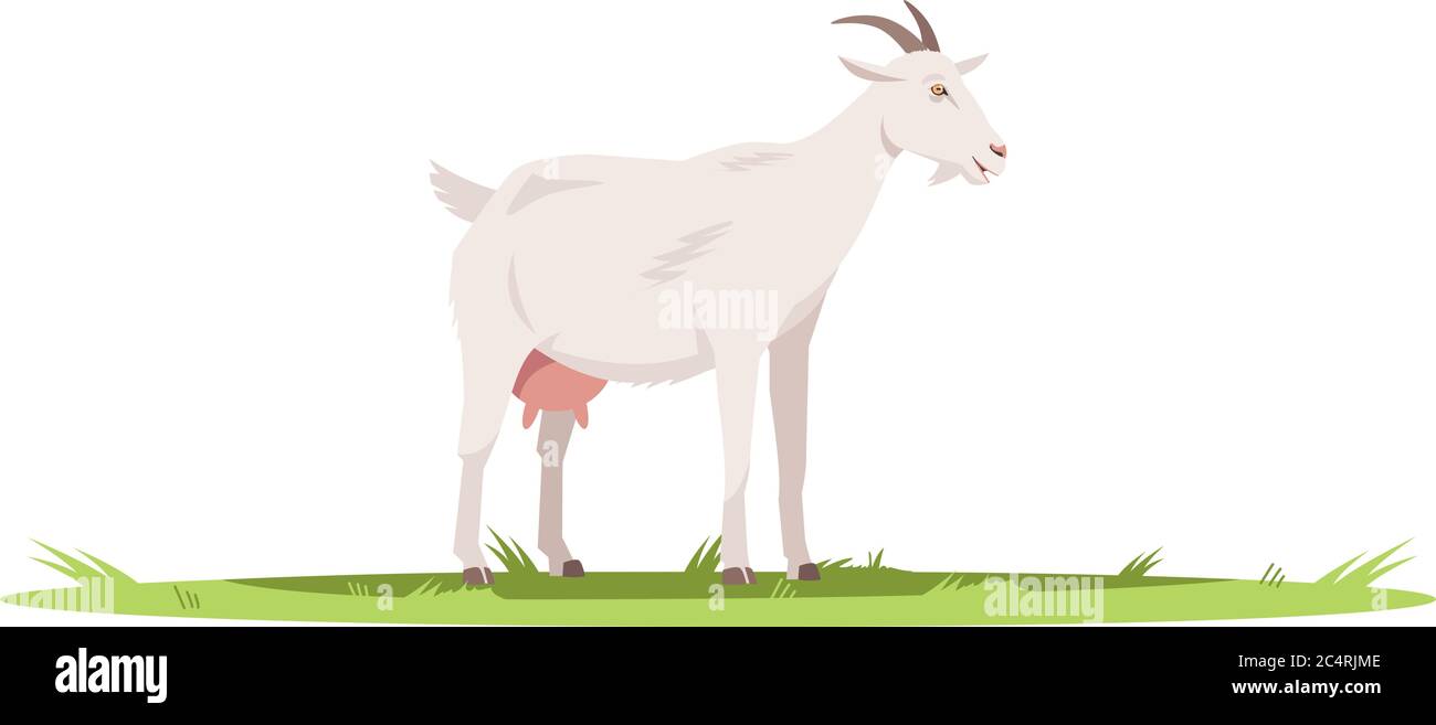 Goat semi flat RGB color vector illustration Stock Vector Image & Art ...