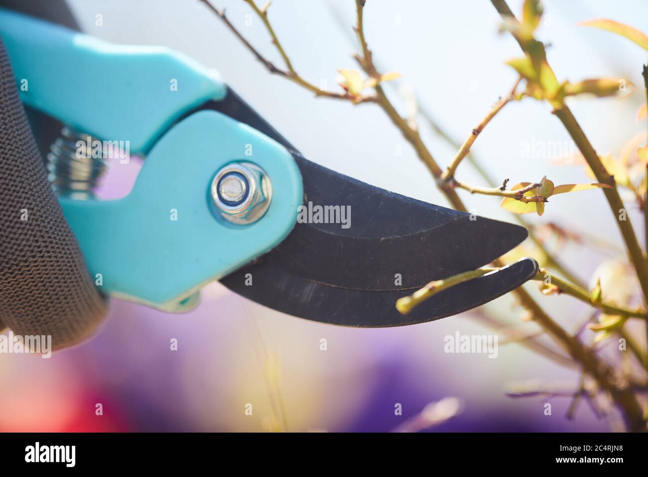 Cutting Back Plant High Resolution Stock Photography and Images - Alamy