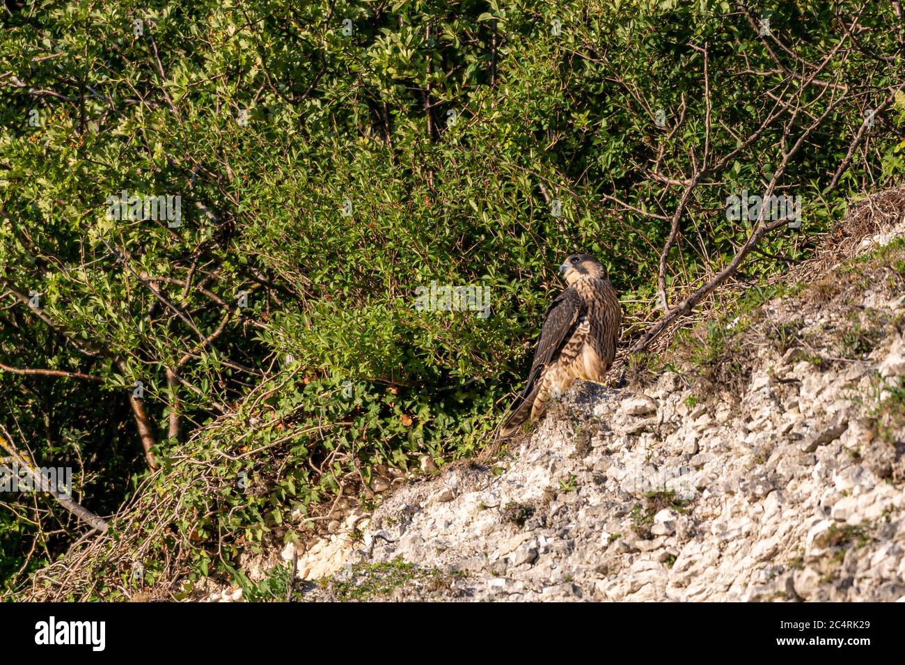 Peregrine falcon stoop hi-res stock photography and images - Alamy