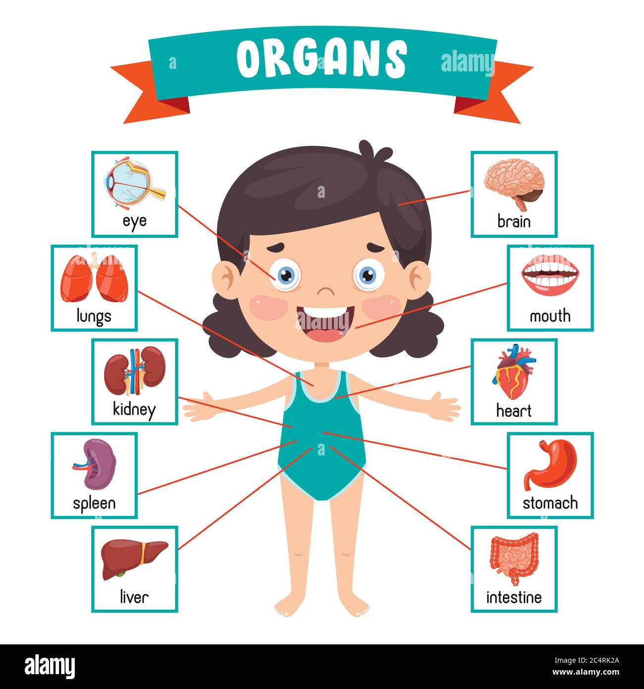 Funny Child Showing Human Body Parts Stock Vector Image & Art - Alamy