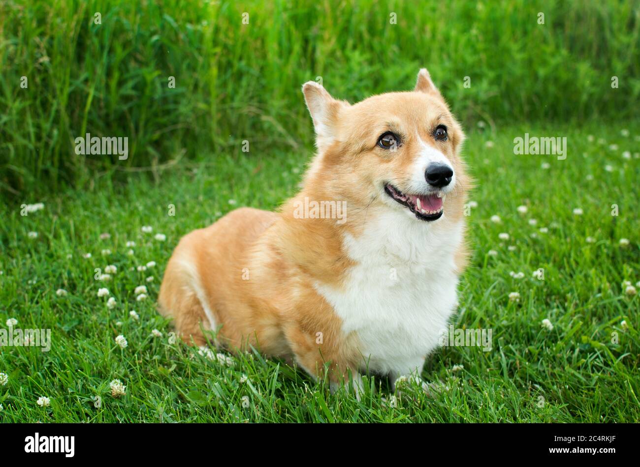 Welsh corgi sitting hi-res stock photography and images - Alamy