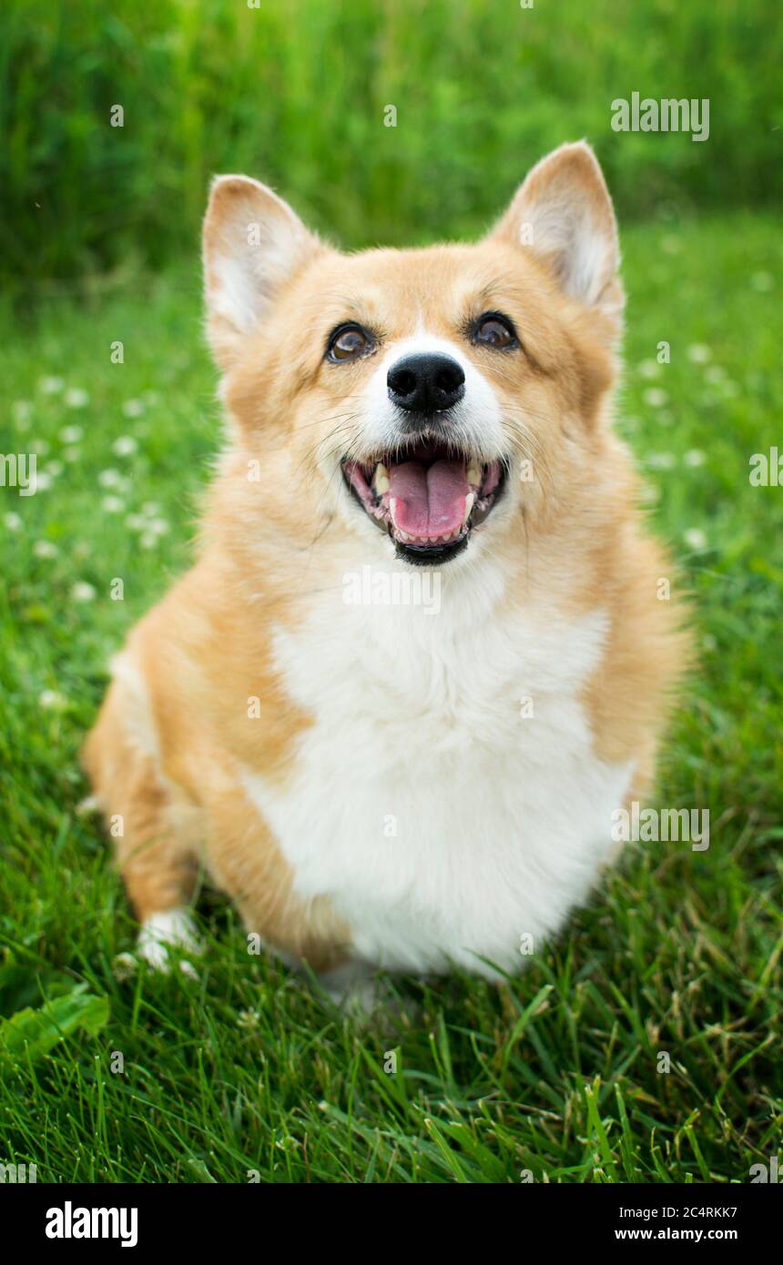 Fluffy corgi hi-res stock photography and images - Alamy