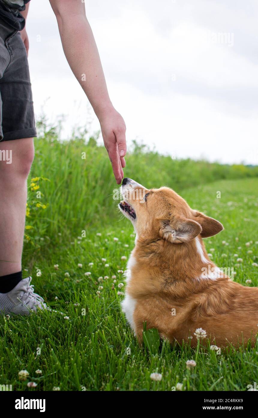 A corgi and her owner, bonding Stock Photo - Alamy