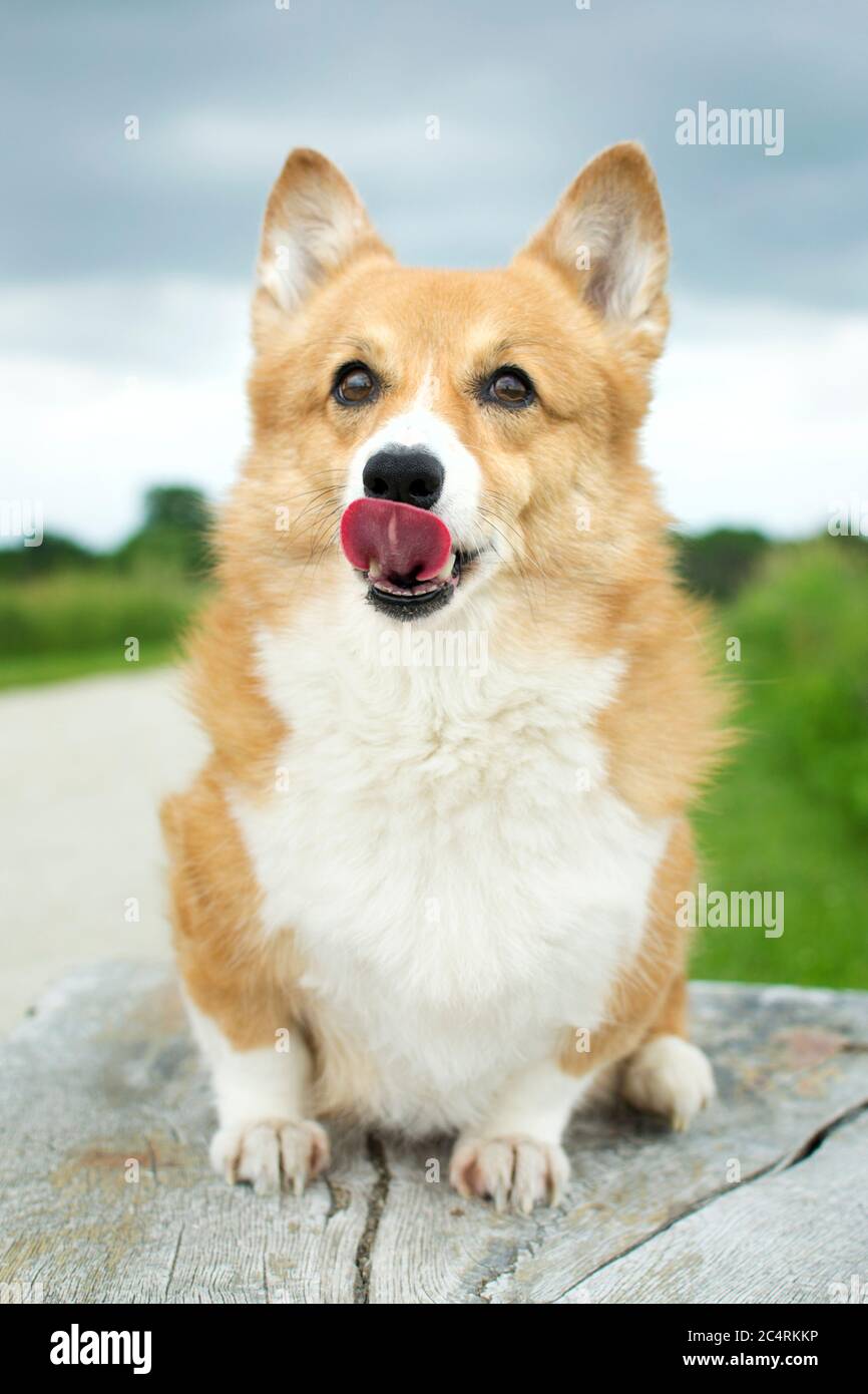 A female corgi outdoors Stock Photo - Alamy