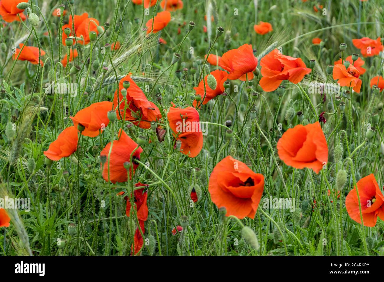 Fruit capsule flowers opium hi-res stock photography and images - Alamy