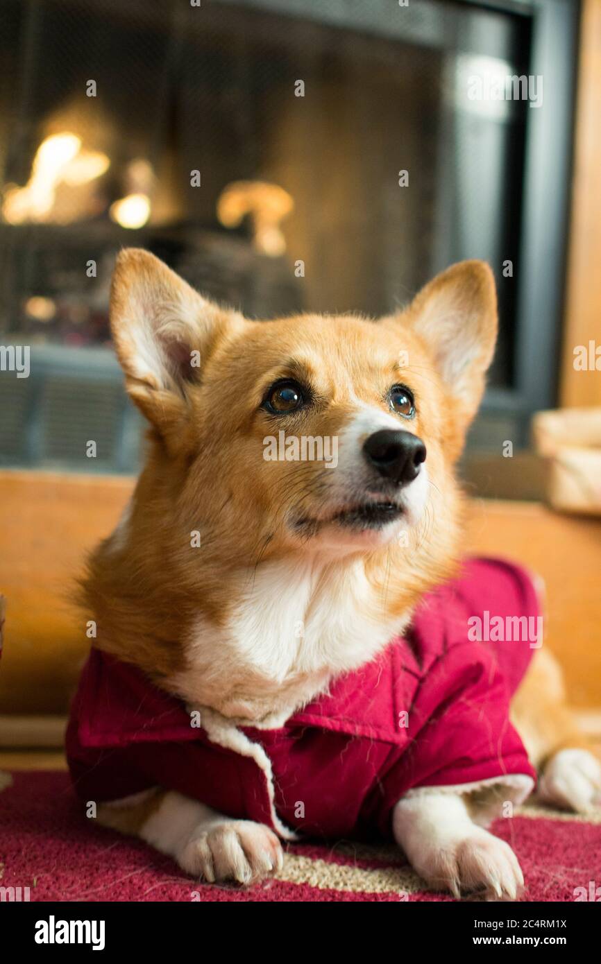 A corgi wearing a red coat in front of a fire place Stock Photo - Alamy