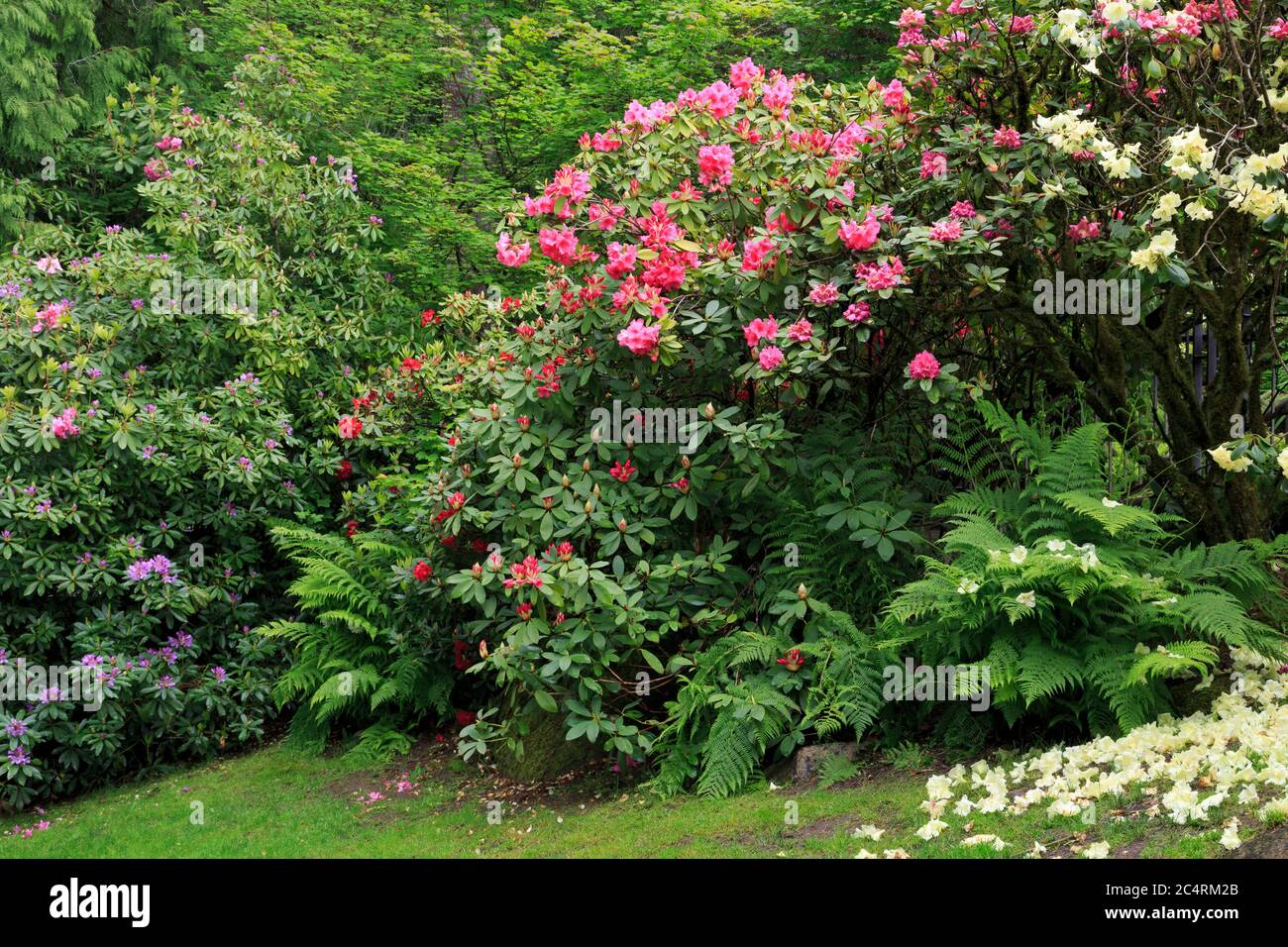 Rhododendron flowers in Snoqualmie Falls Park,Snoqualmie,Seattle ...