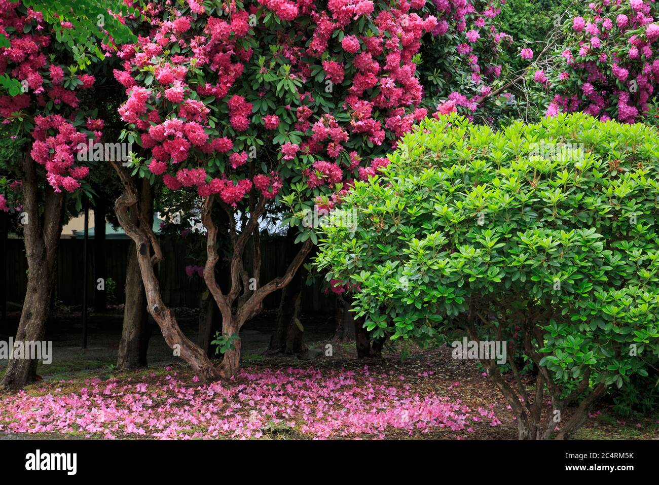 Rhododendron flowers in Snoqualmie,Seattle,Washington State,USA Stock ...
