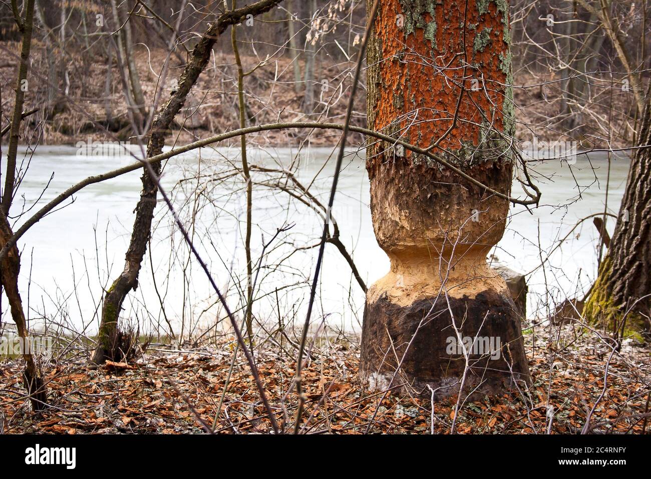 Dead beavers hi-res stock photography and images - Alamy