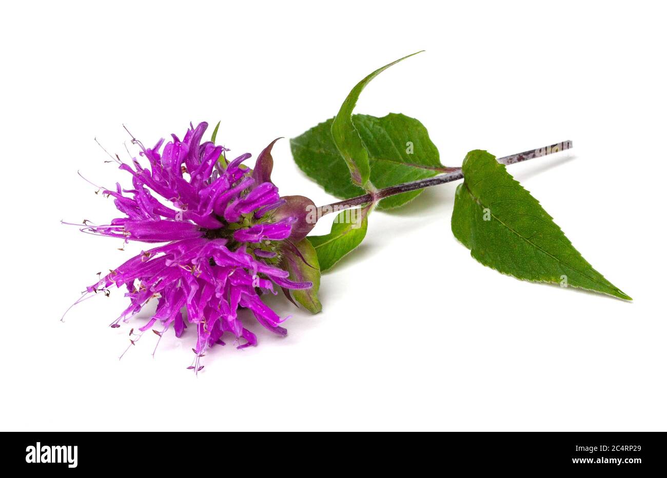 Red bergamot hi-res stock photography and images - Alamy