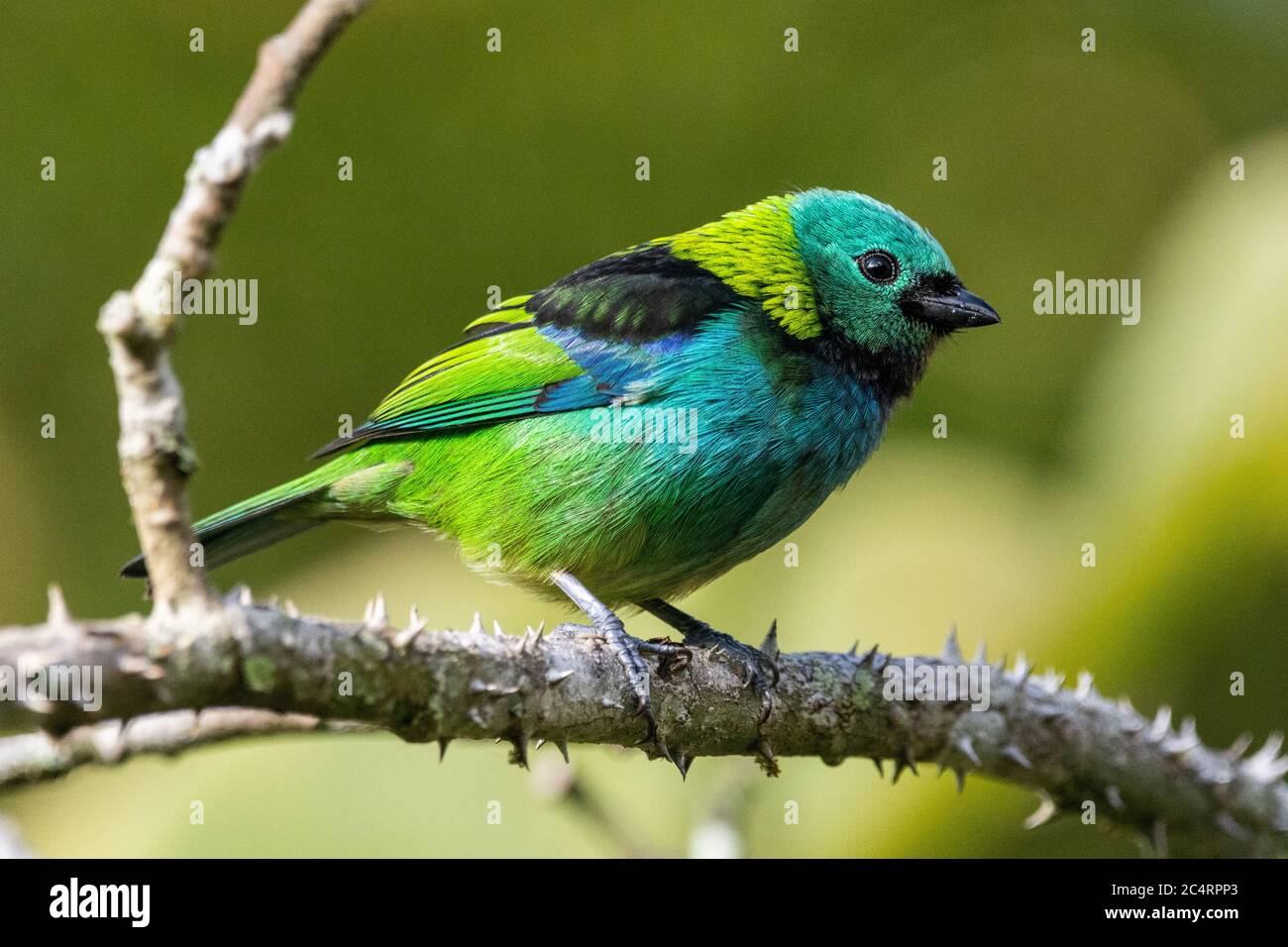 Beautiful colorful rainforest bird on tree branch, Serrinha Ecological ...