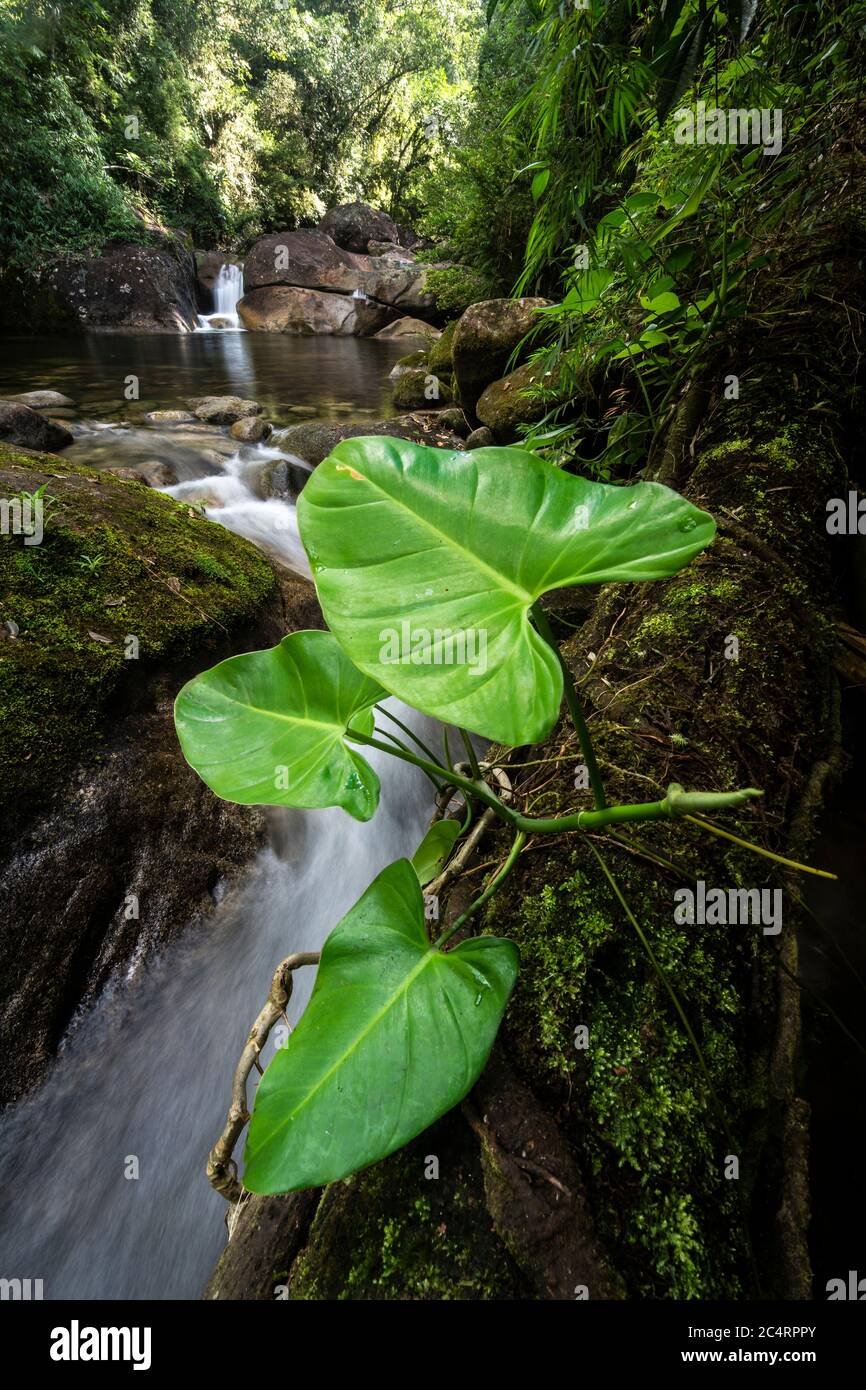 Beautiful view to rainforest river with green plant on the foreground ...