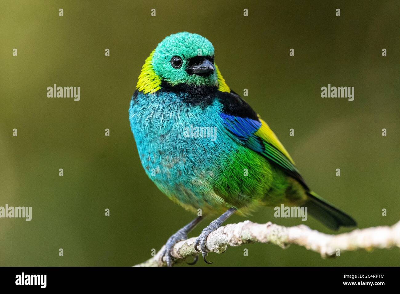 Beautiful colorful rainforest bird on tree branch, Serrinha Ecological ...