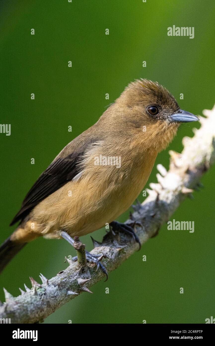 Tie de topete hi-res stock photography and images - Alamy