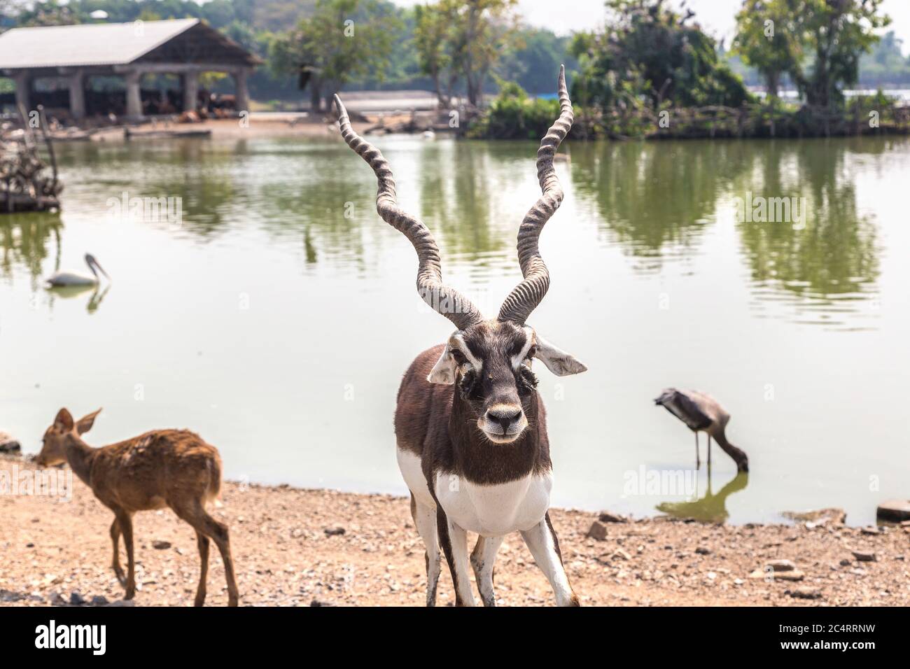 Animals in Safari World Zoo in Bangkok in a summer day Stock Photo - Alamy