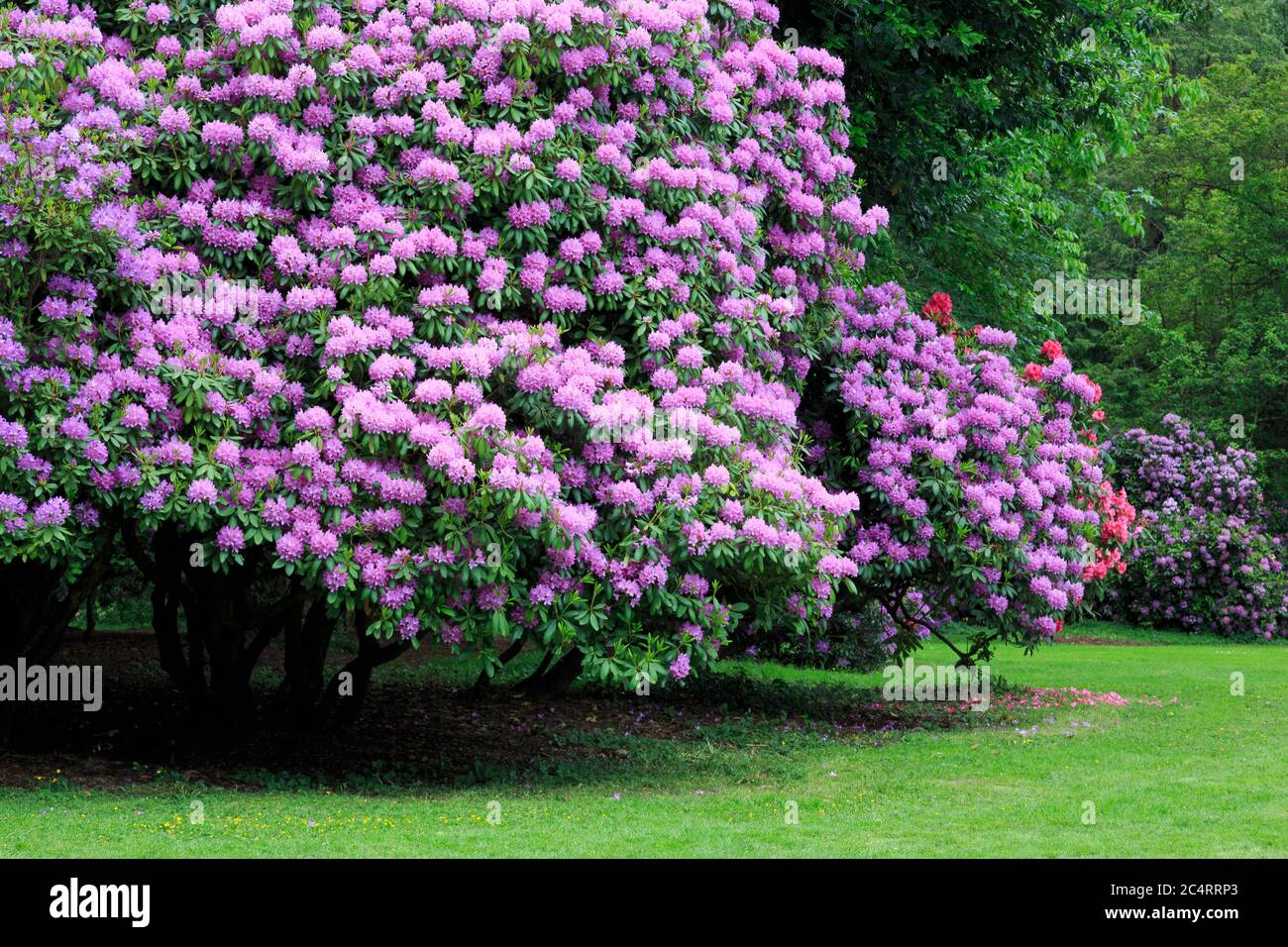 Rhododendron in Volunteer Park,Seattle,Washington State,USA Stock Photo ...