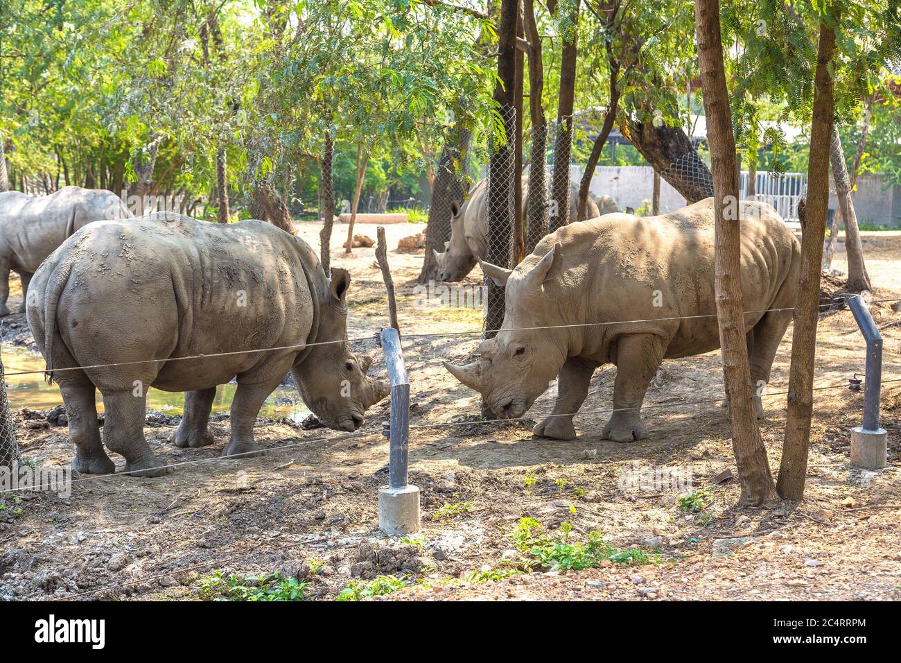 Animals in Safari World Zoo in Bangkok in a summer day Stock Photo - Alamy