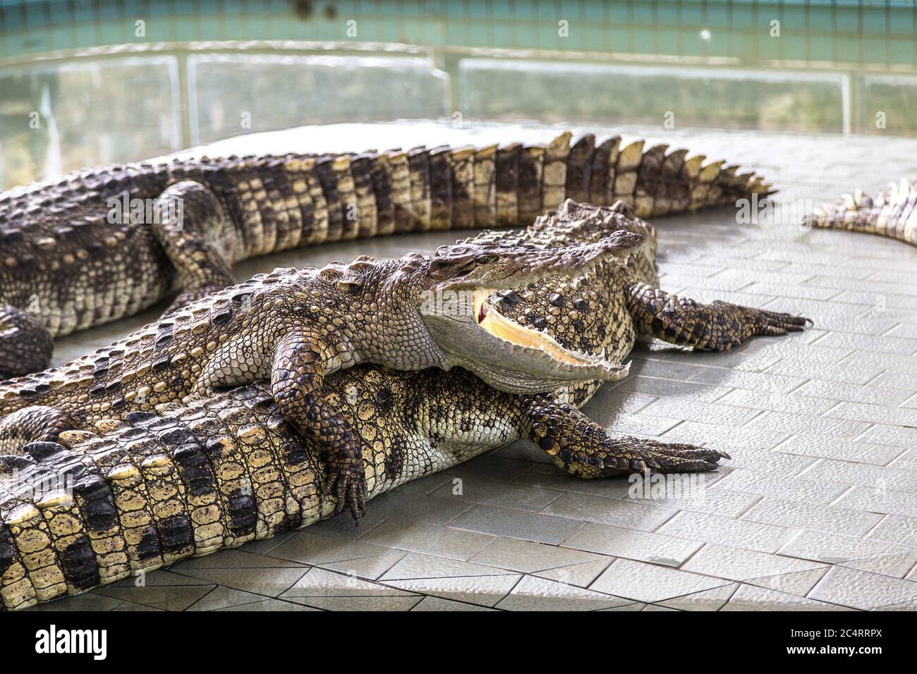 Crocodile zoo in Pattaya, Thailand in a summer day Stock Photo - Alamy