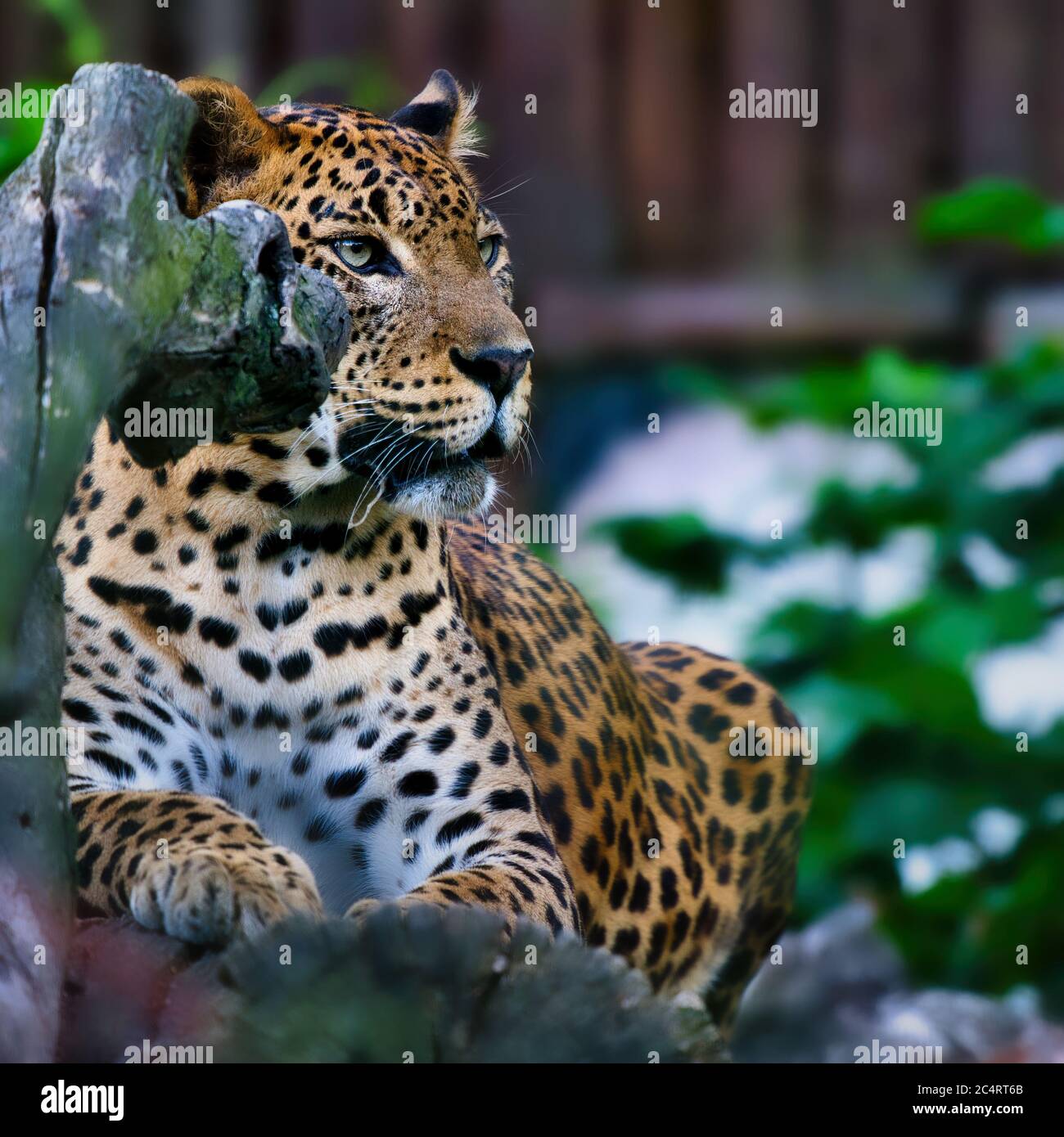 Beautiful cute jaguar lies and rests Stock Photo - Alamy