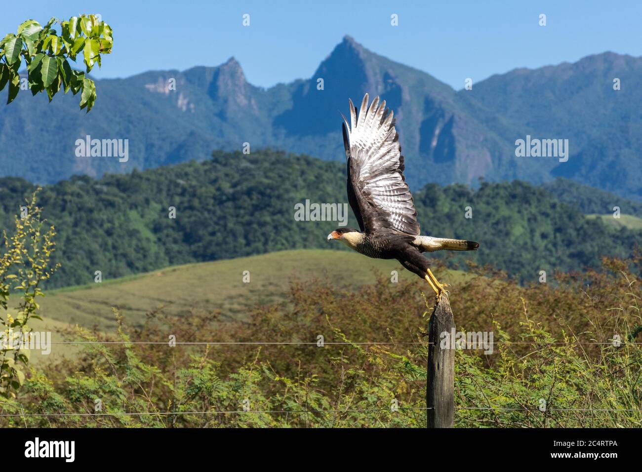 Southern Caracara hawk taking off from rural fence with green mountain ...