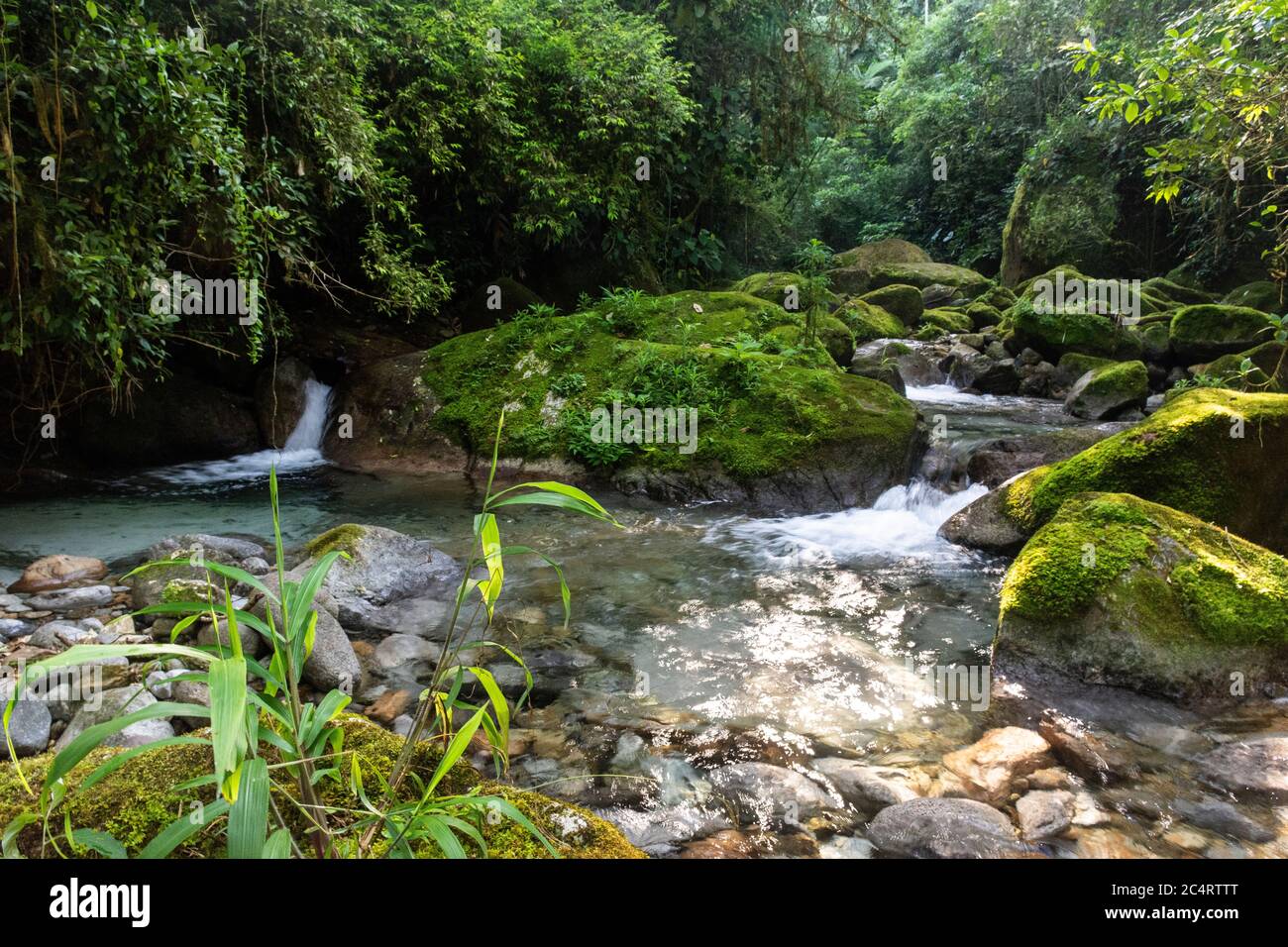Beautiful atlantic rainforest river with water running on wild green ...