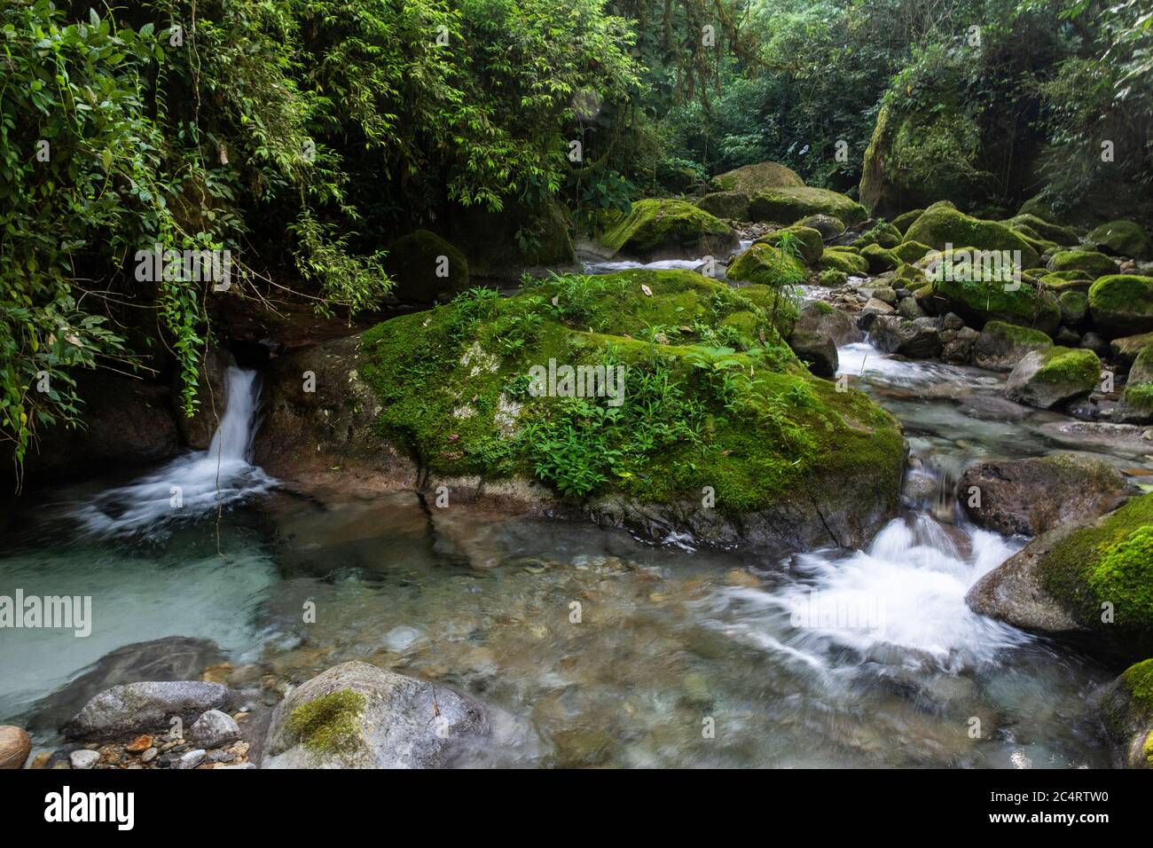 Beautiful atlantic rainforest river with water running on wild green ...